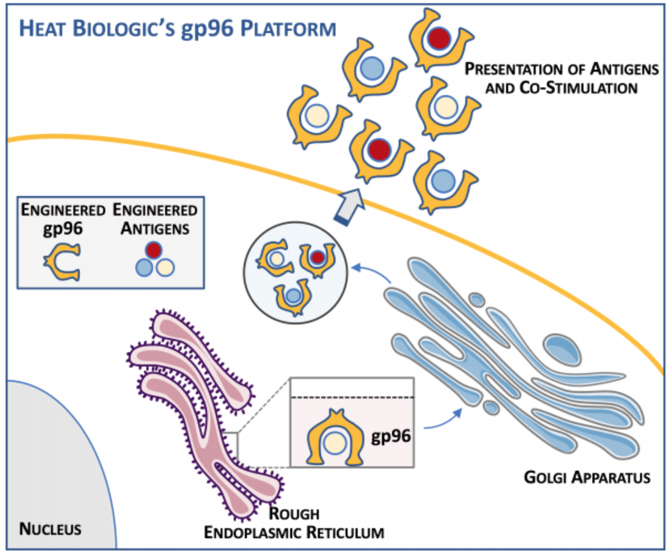 Zacks Small Cap Research - HTBX: The Antigen Chaperone: gp96
