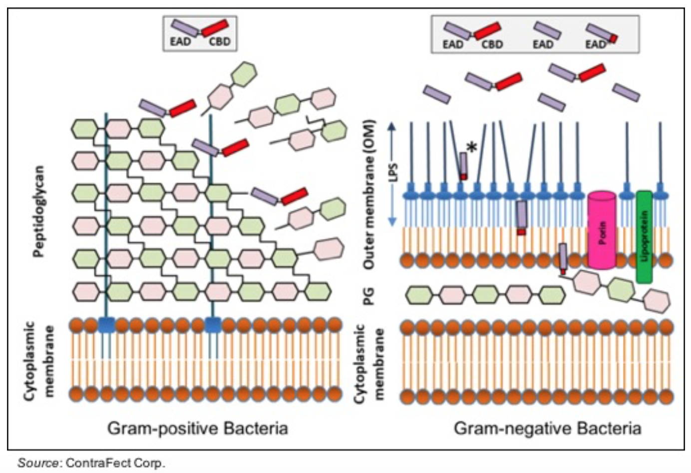 Zacks Small Cap Research - CFRX: Enrollment Continues in Phase 3 Trial ...